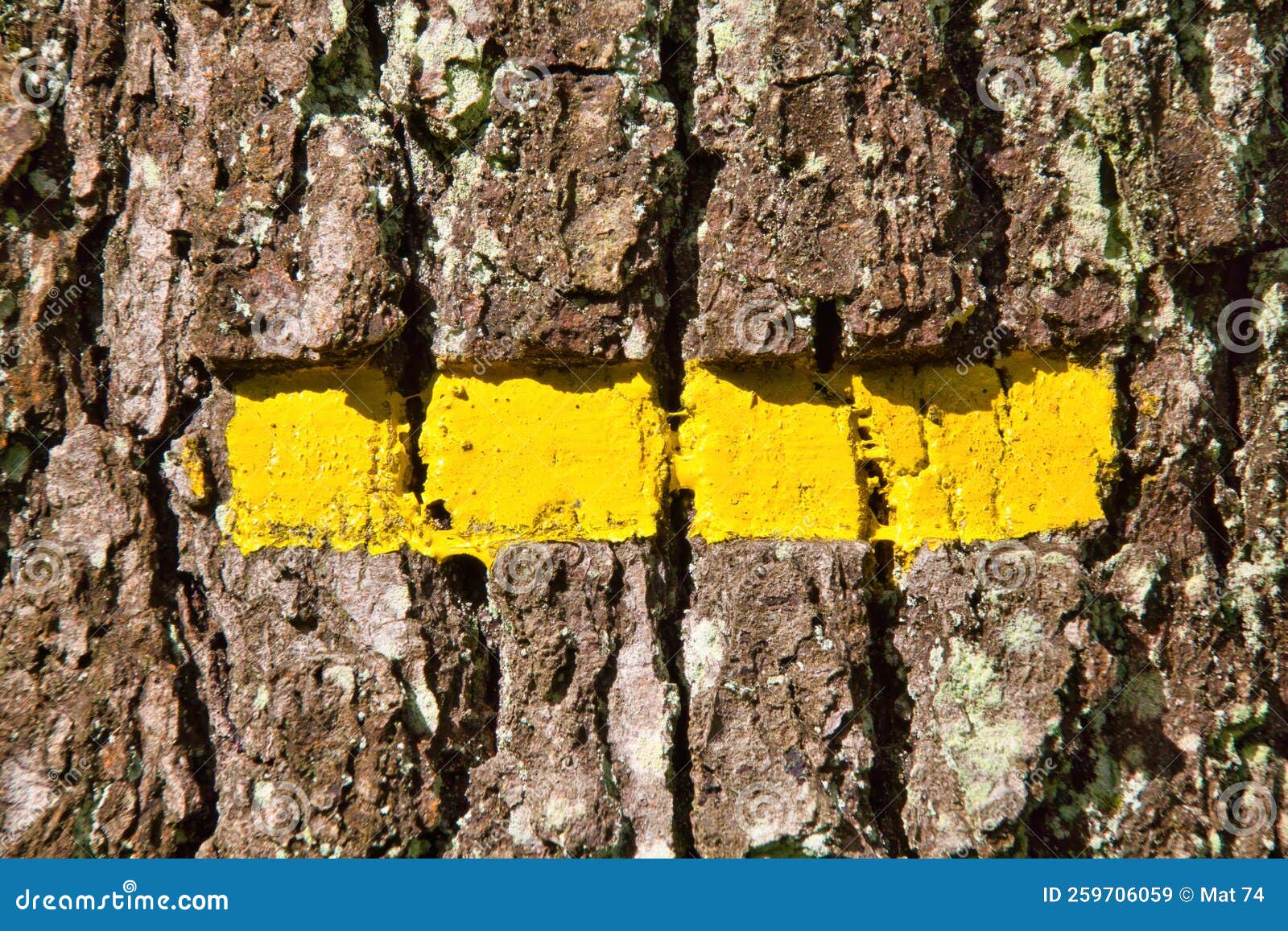Yellow arrow on a trunk stock image. Image of rough - 259706059