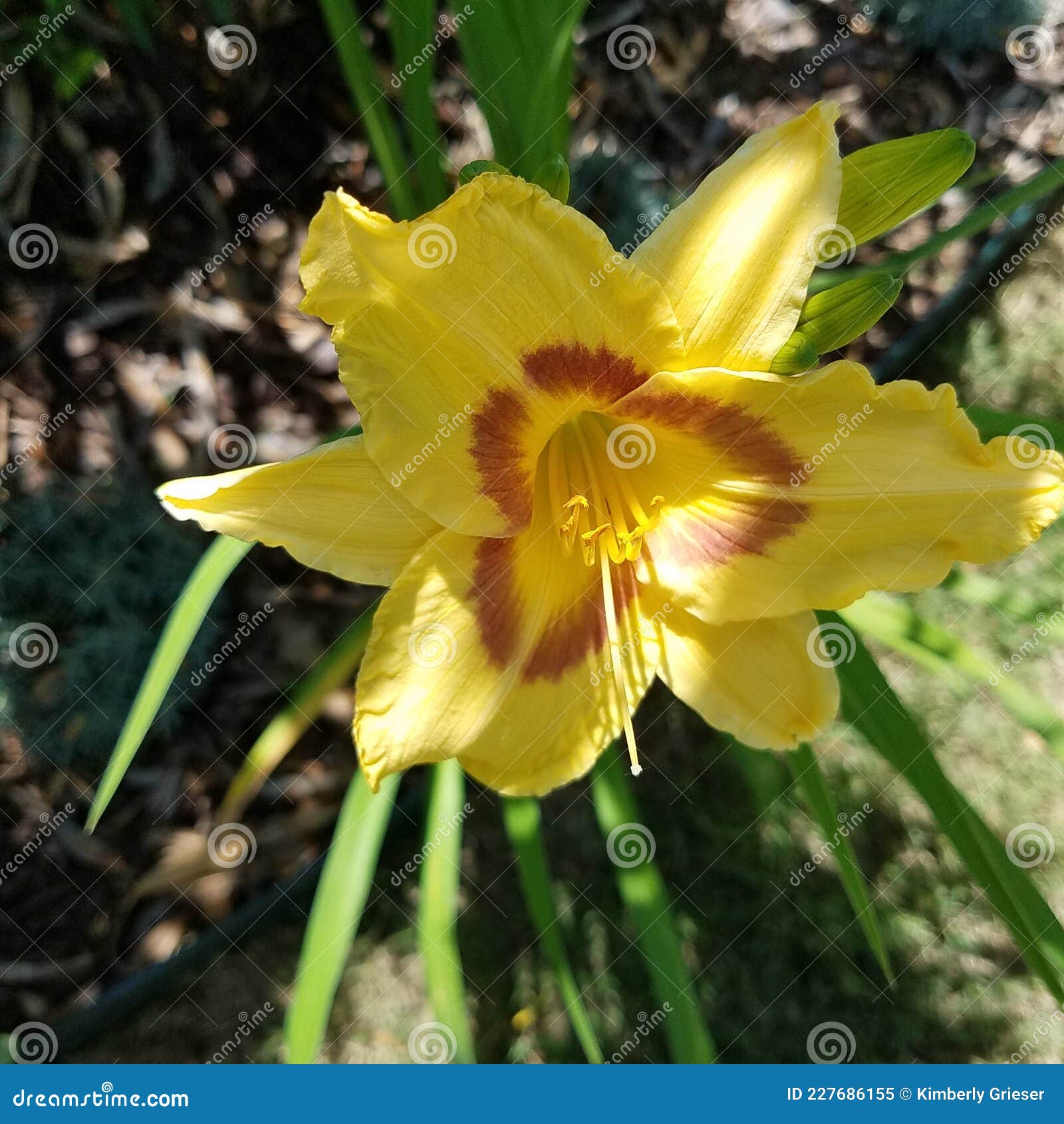 Yellow Asian Lilly stock image. Image of fora, basket - 227686155