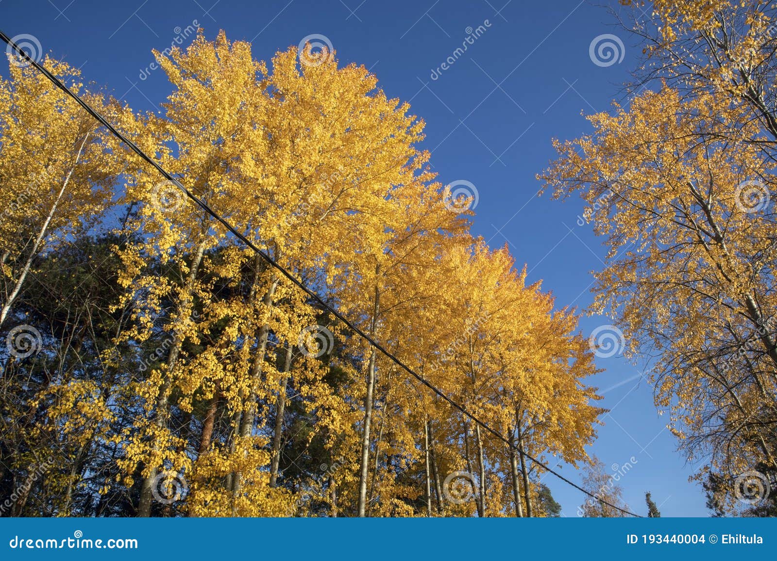 Yellow Aspen Tree Leaves in October Stock Photo - Image of seasonal ...