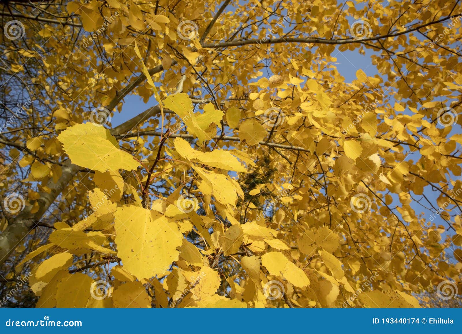 Yellow Aspen Tree Leaves in October Stock Photo - Image of growth ...
