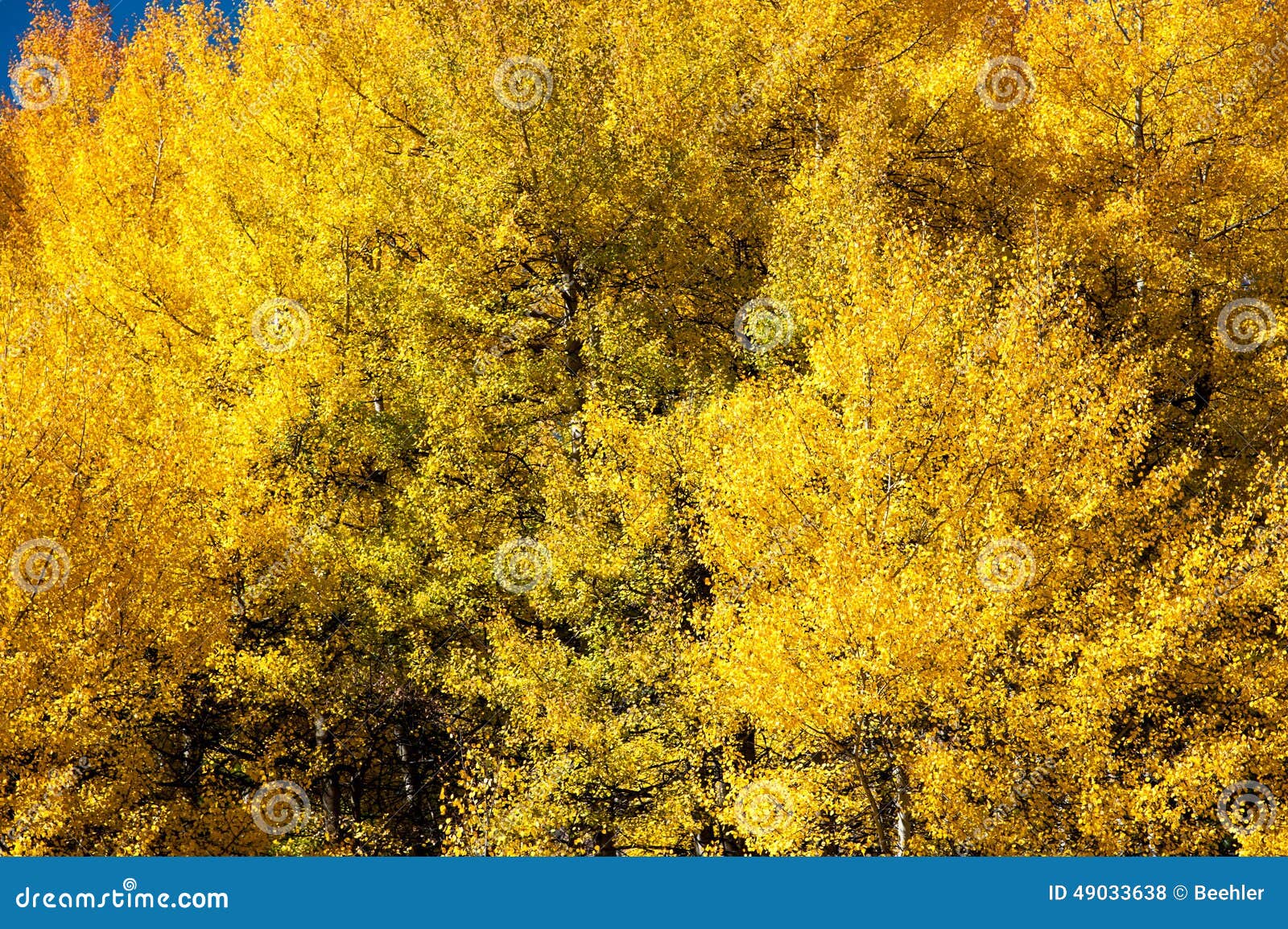 Yellow Aspen Trees stock photo. Image of autumn, bark - 49033638