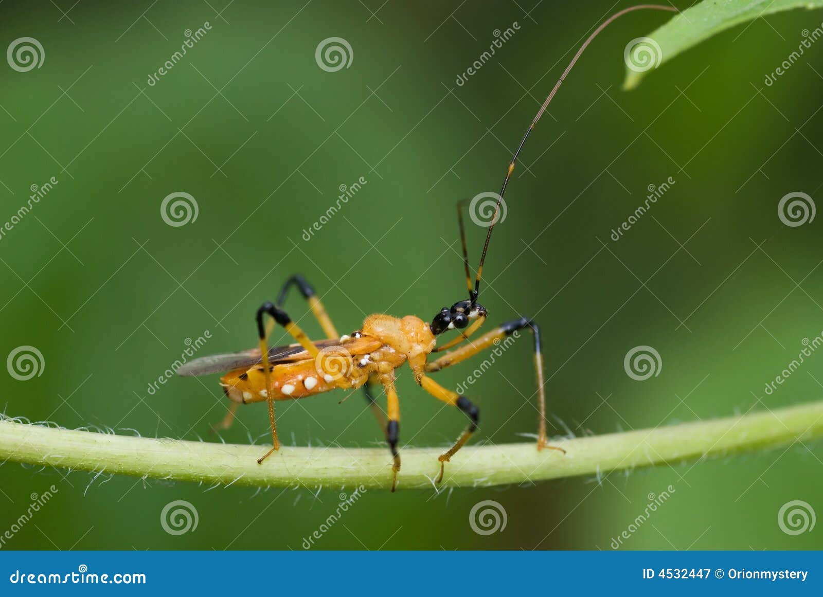 Yellow assassin bug macro stock image. Image of detail - 4532447
