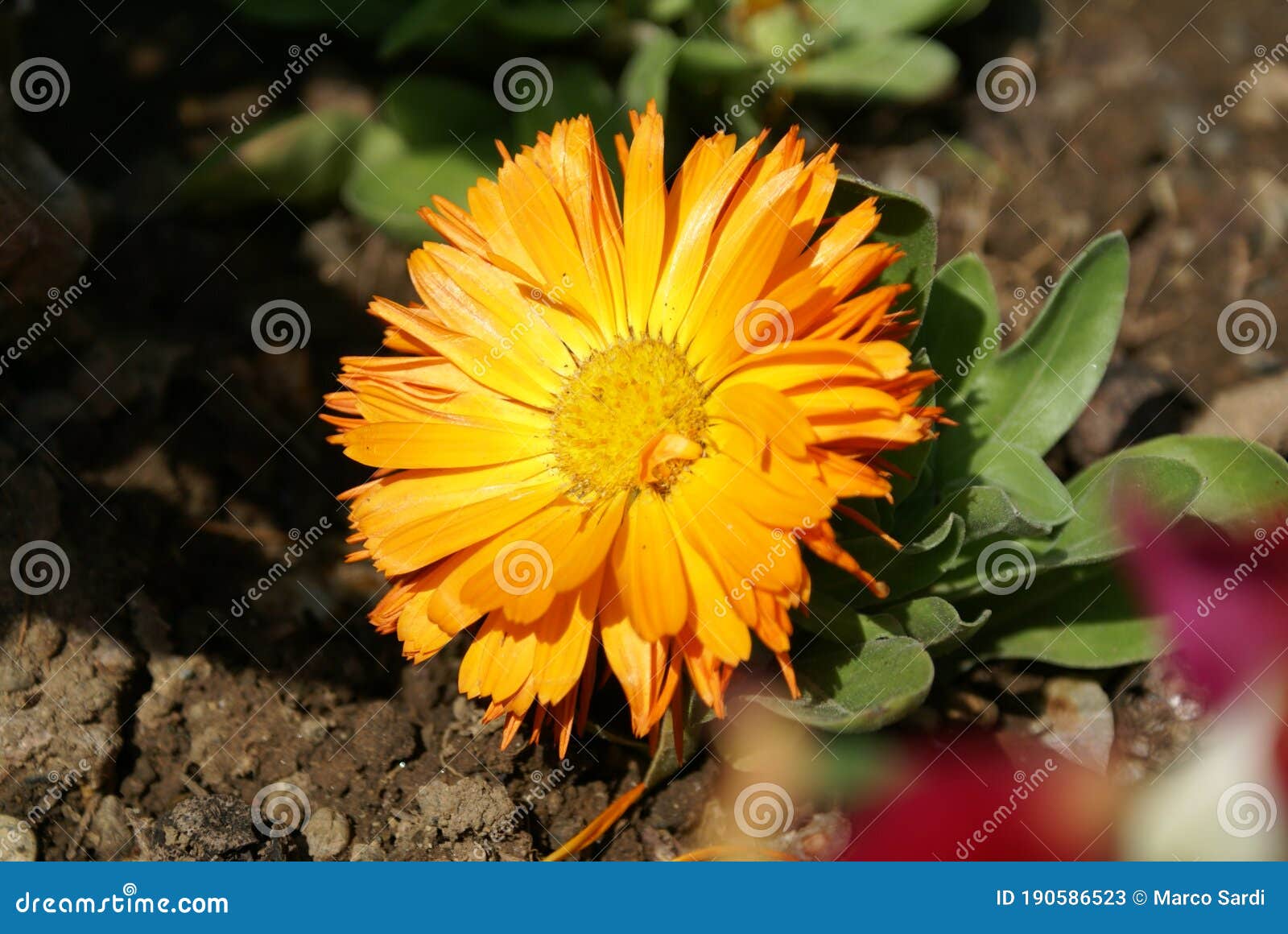 Yellow aster flower stock image. Image of horticulture - 190586523