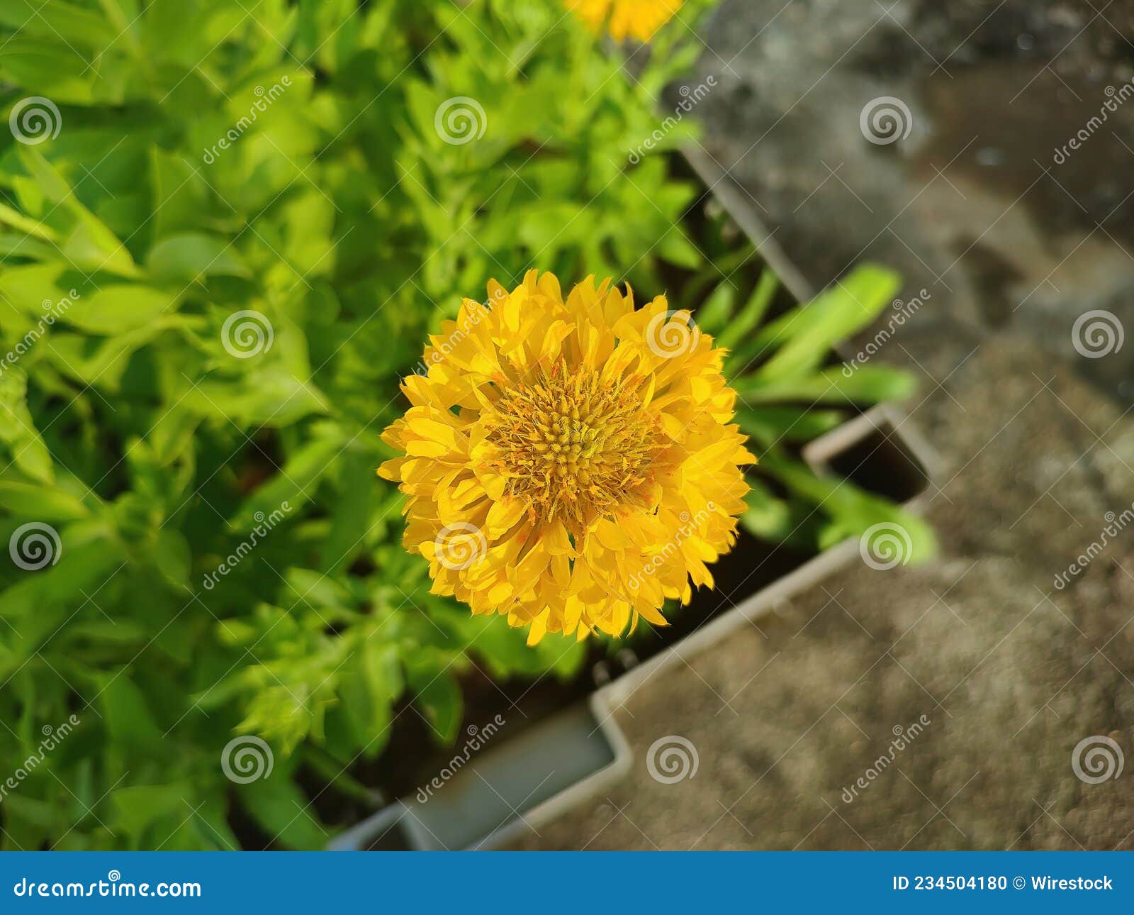 Yellow Aster Flower in Garden Stock Photo - Image of growth, fresh ...