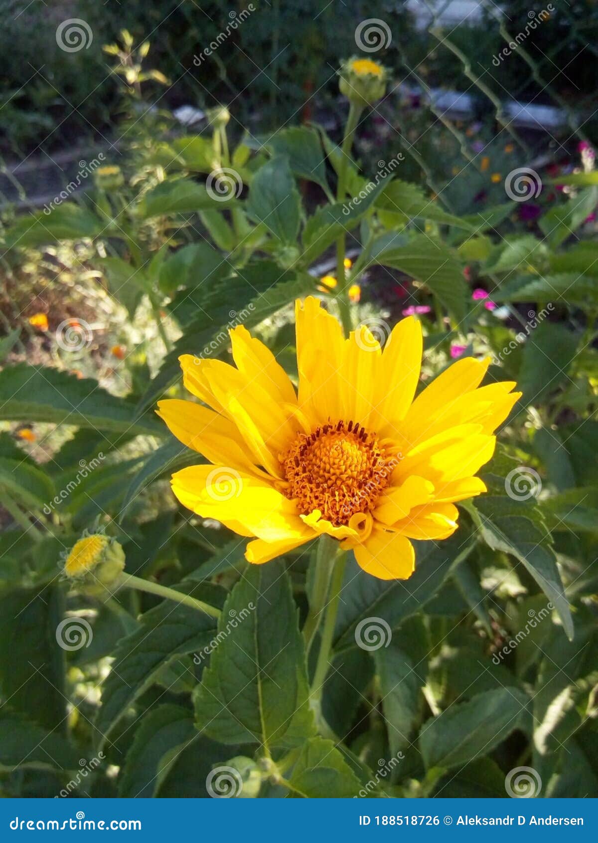 Yellow Aster Flower on a Stem with Leaves Stock Photo - Image of flower ...
