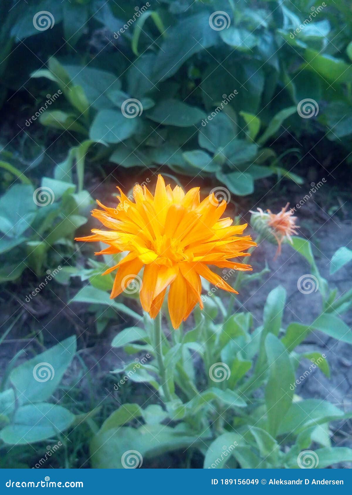 Yellow Aster Flower on a Stem with Leaves Stock Image - Image of ...