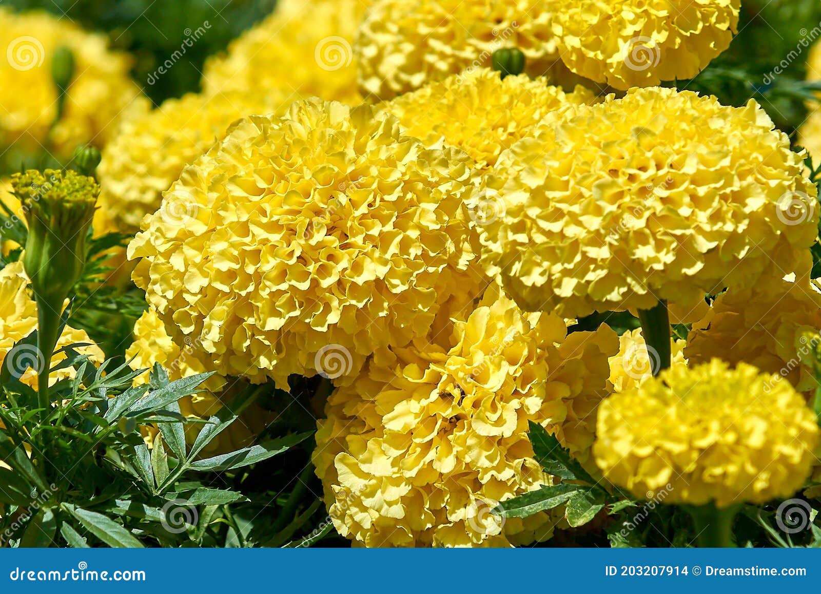Yellow asters stock photo. Image of daisy, summer, blossom - 203207914