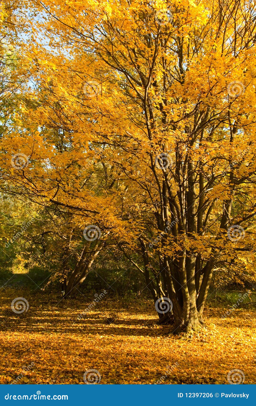 Yellow autumn stock photo. Image of forest, leaves, yellow - 12397206