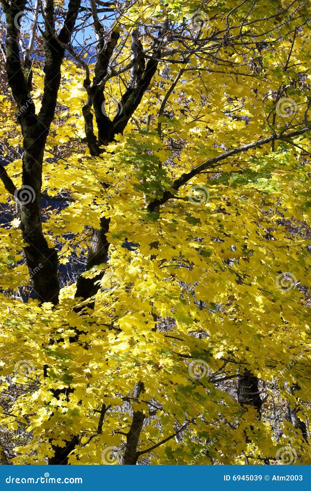 Yellow autumn stock image. Image of colour, autumn, crimson - 6945039