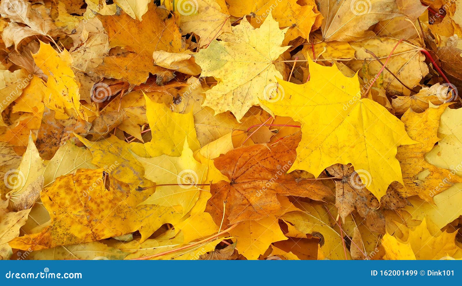 Yellow Autumn Background from Fallen Foliage of Maple Stock Image ...