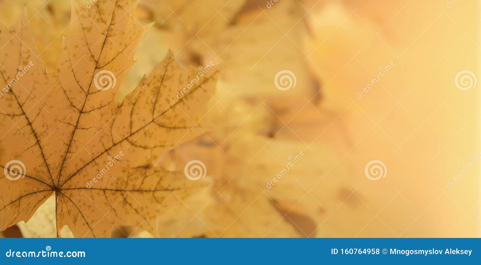 Yellow autumn background stock photo. Image of backdrop - 160764958