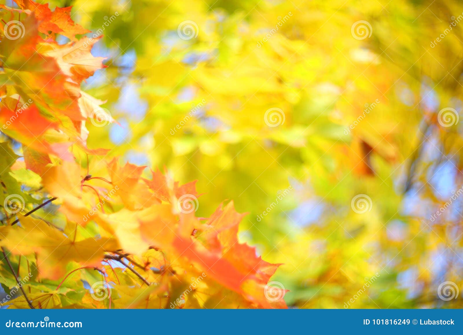 Yellow autumn background stock image. Image of colorful - 101816249