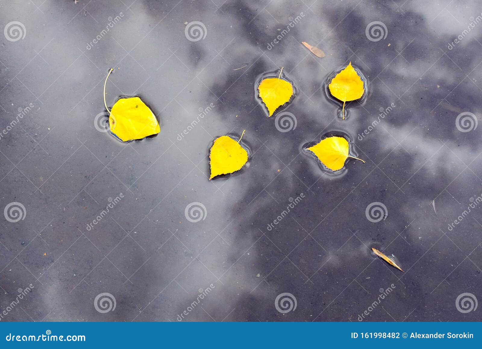 Autumn Birch Leaves in a Puddle in Which Clouds are Reflected Stock ...