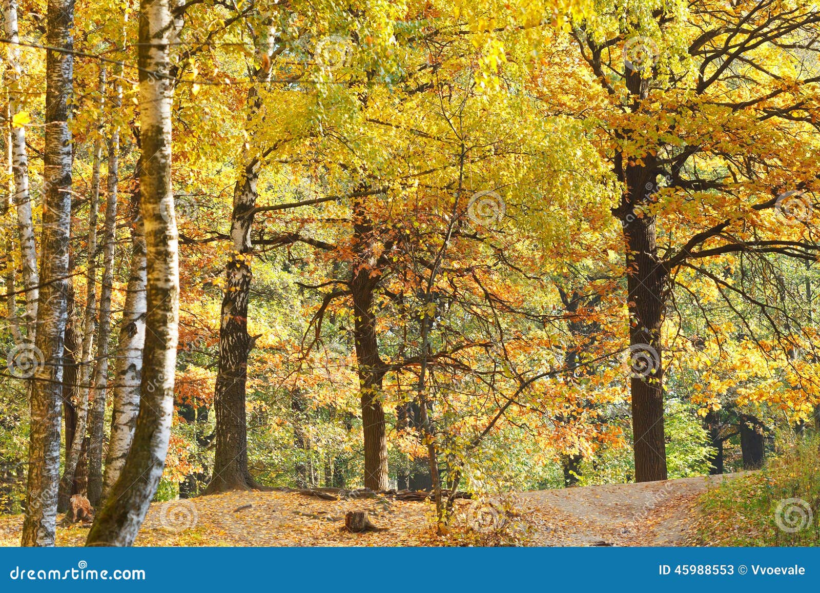 Yellow Autumn Birch Oak Forest Stock Photos - Download 3,152 Royalty ...