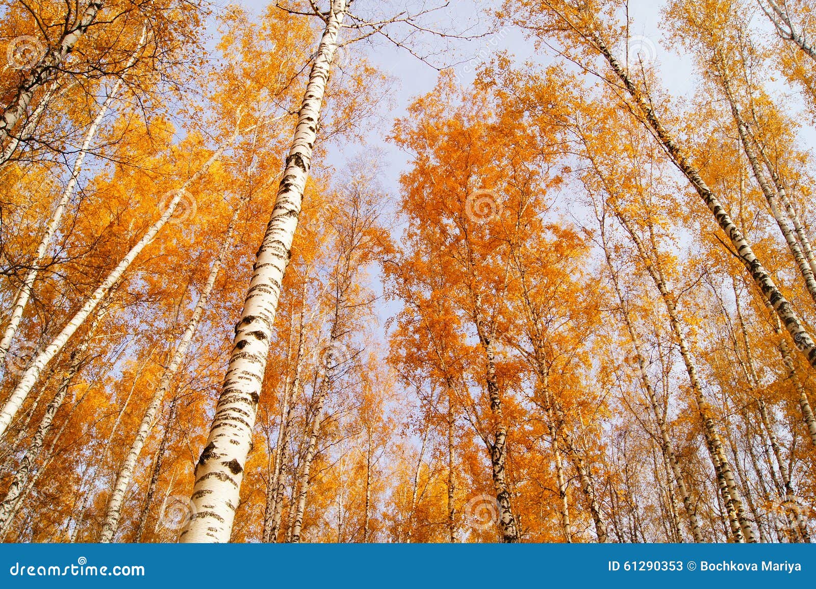 Yellow autumn birches stock image. Image of blue, autumn - 61290353