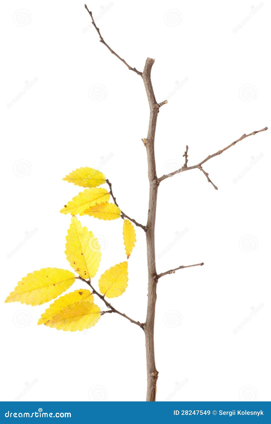 Yellow Autumn Branch Isolated Stock Image - Image of tree, foliage ...