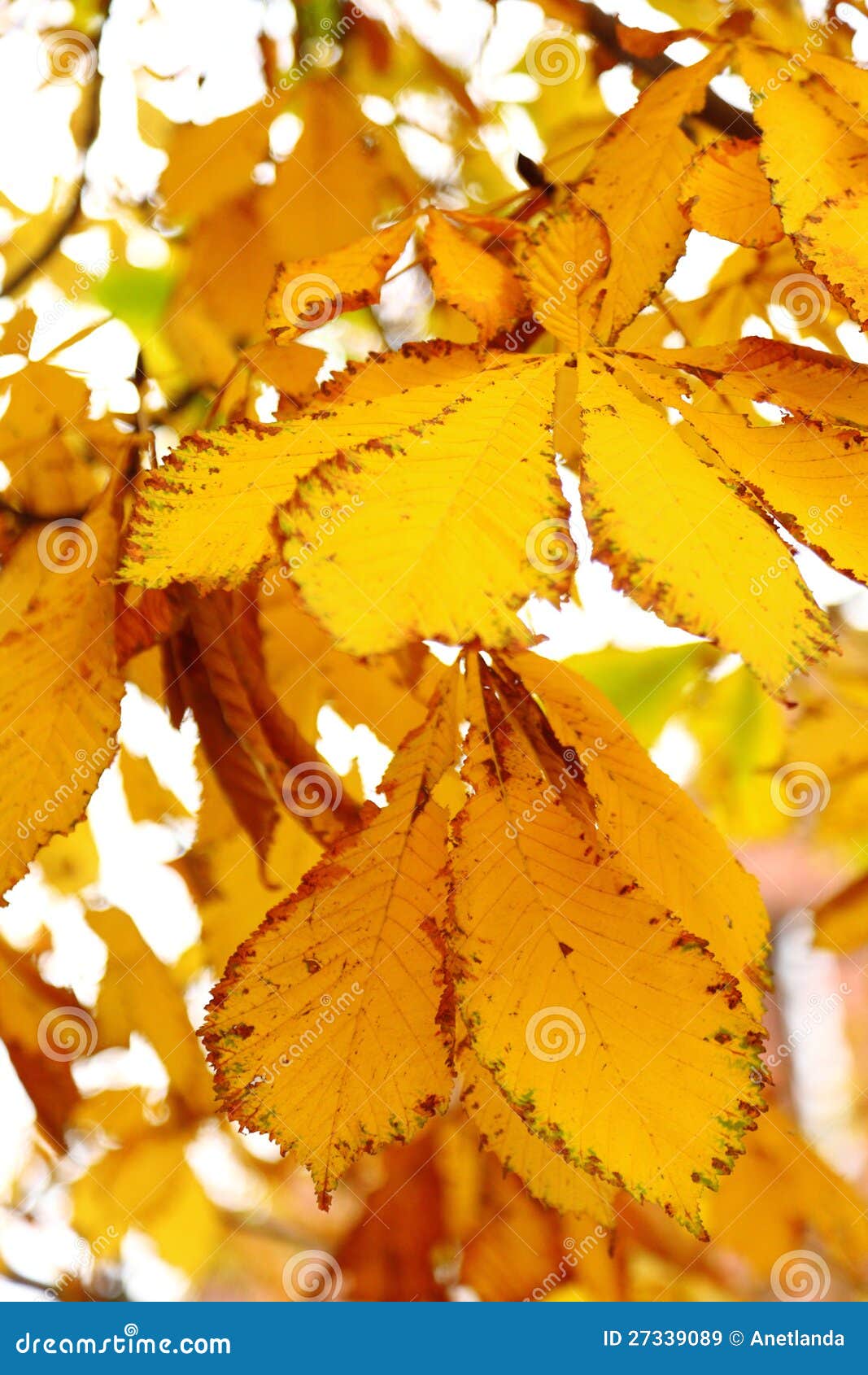Yellow Autumn Conker Leaf Chestnut Stock Image - Image of vivid, fall ...