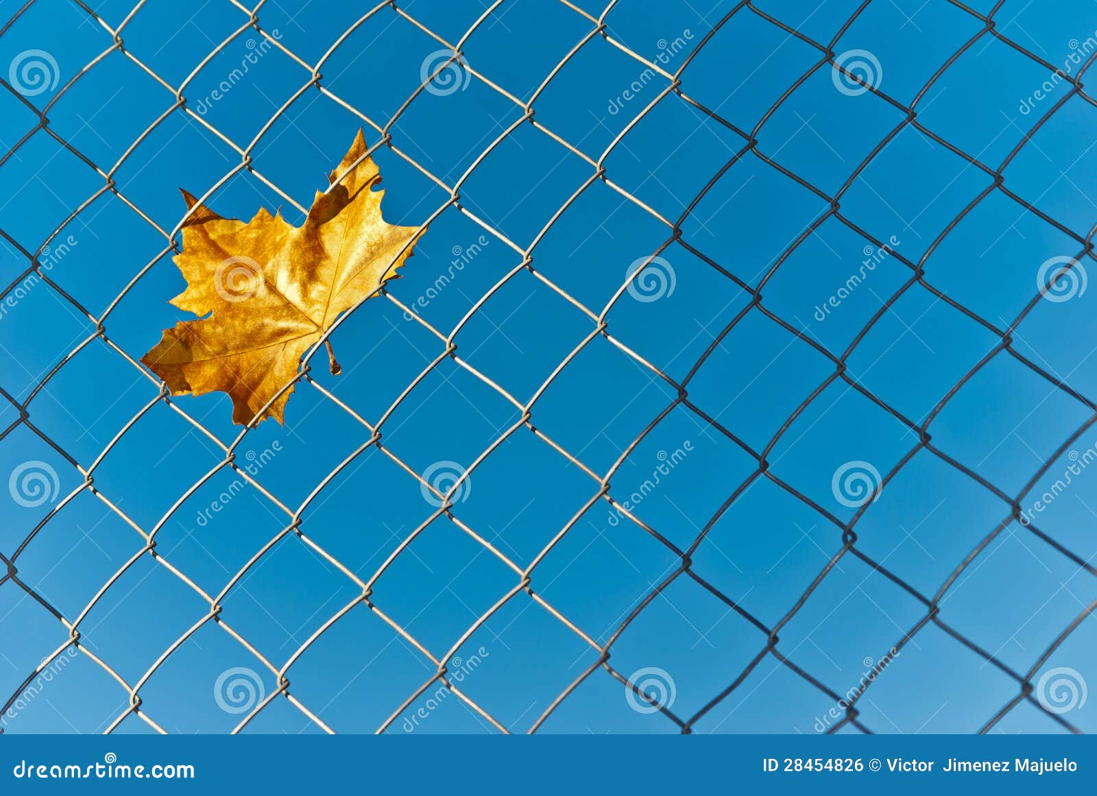 Yellow Autumn Fall Leaf Caught in the Wire Mesh Stock Photo - Image of ...