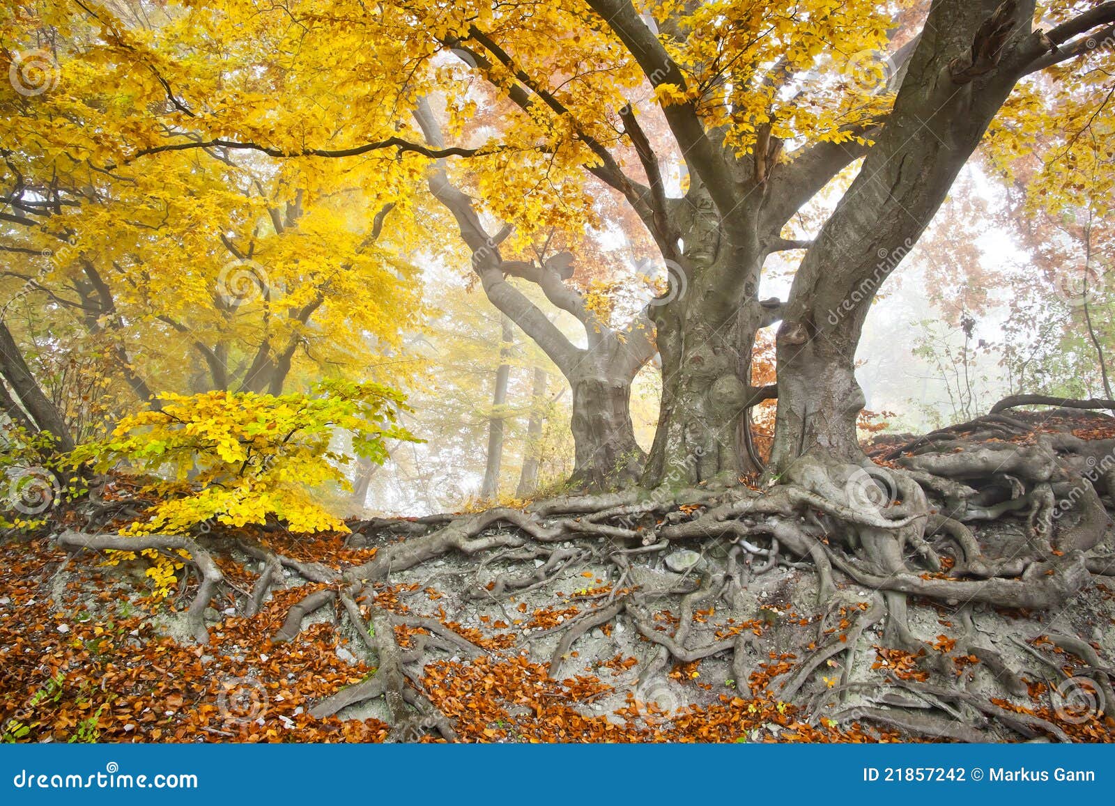Yellow autumn forest stock photo. Image of autumn, foliage - 21857242