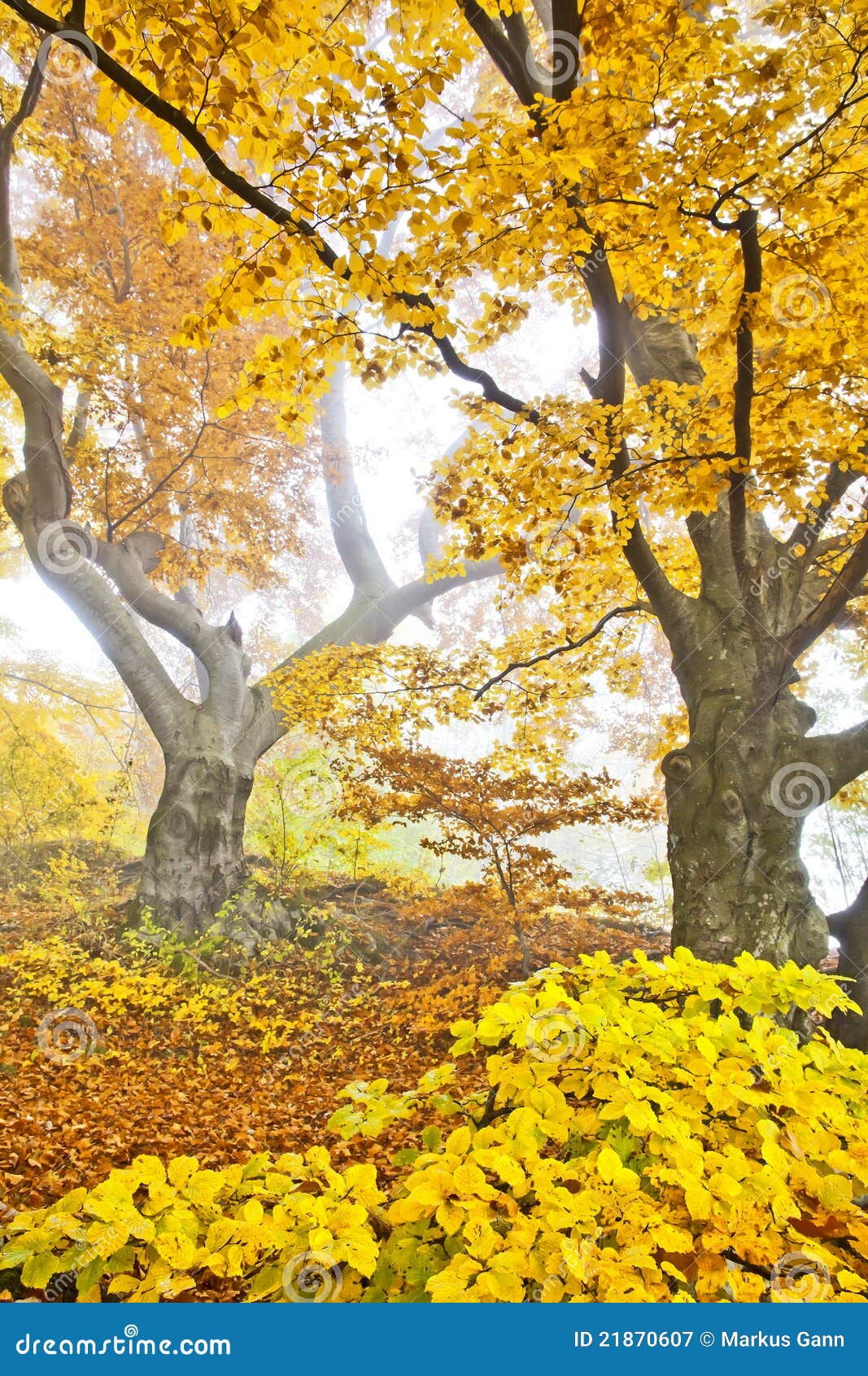 Yellow autumn forest stock image. Image of foliage, maple - 21870607