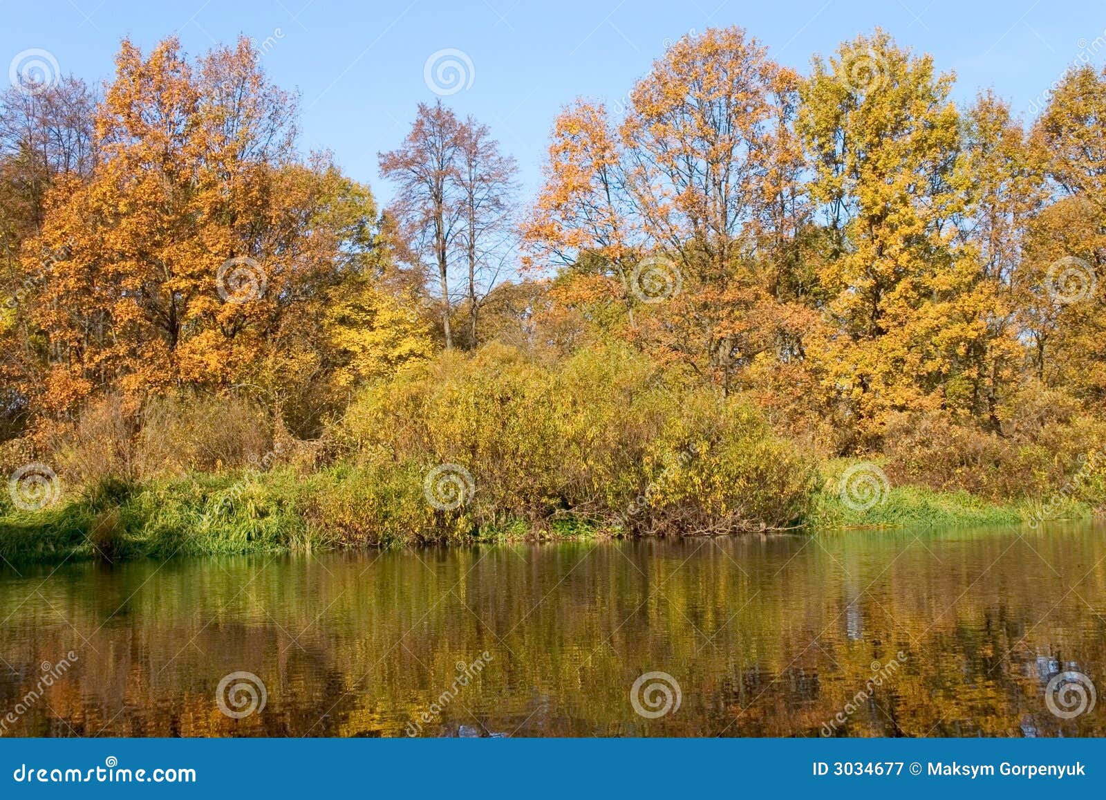 Yellow autumn forest stock image. Image of scenics, landscape - 3034677