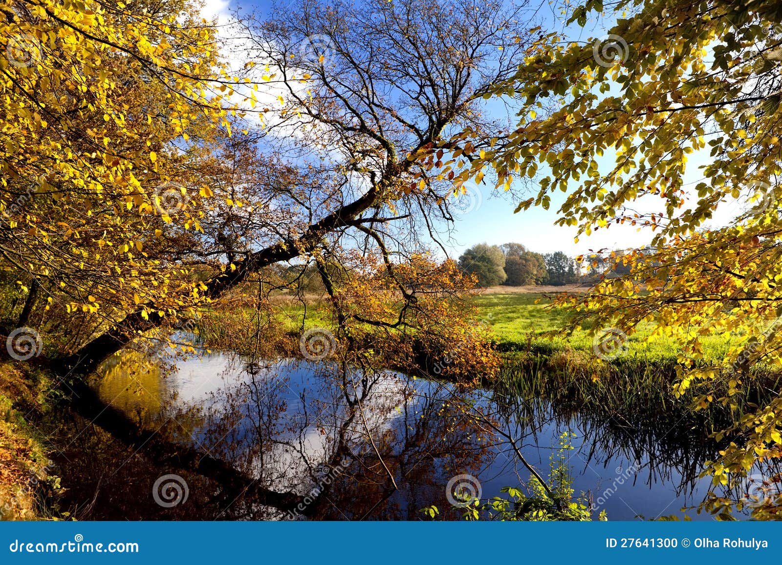 Yellow Autumn in Forest Over River Stock Photo - Image of pond, autumn ...