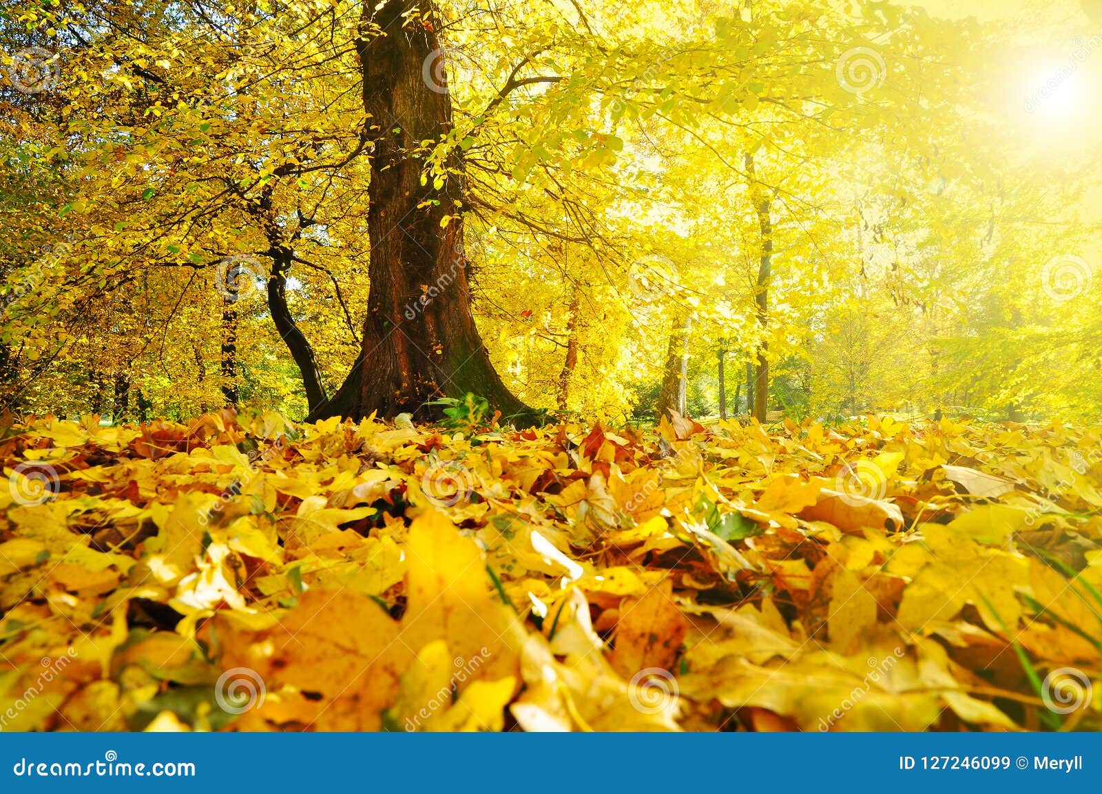 Yellow autumn forest stock image. Image of ground, backgroumd - 127246099