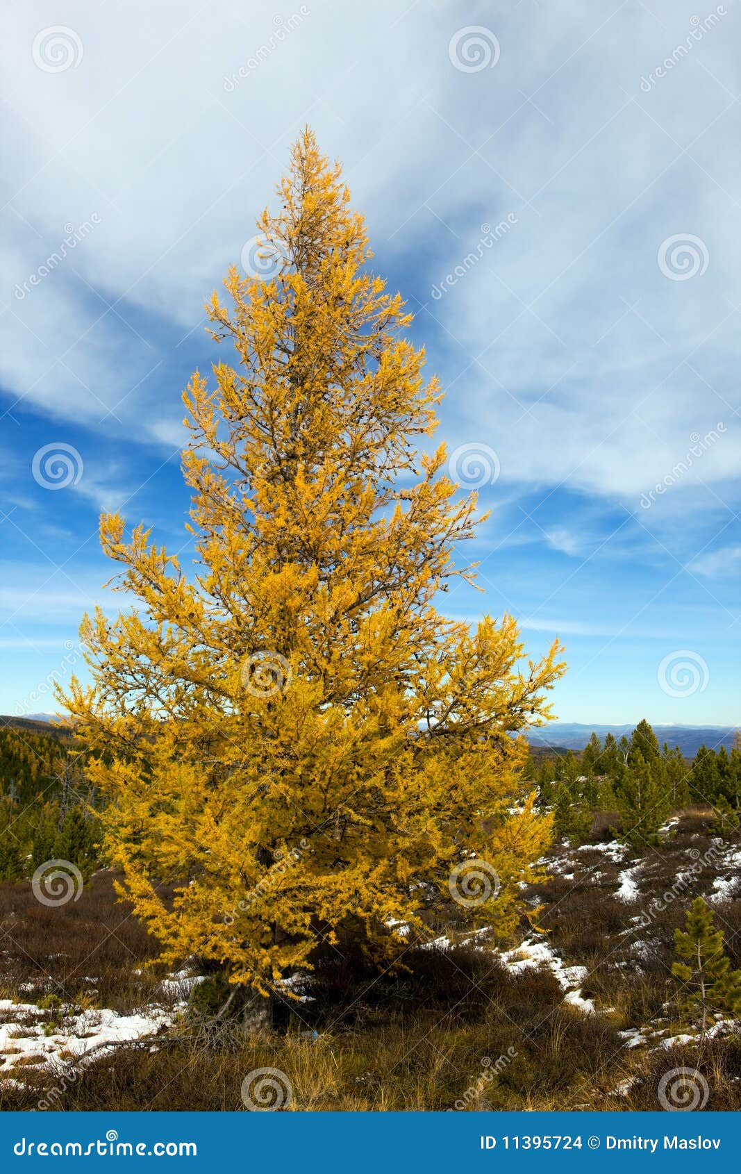 Yellow autumn larch stock photo. Image of grass, larch - 11395724
