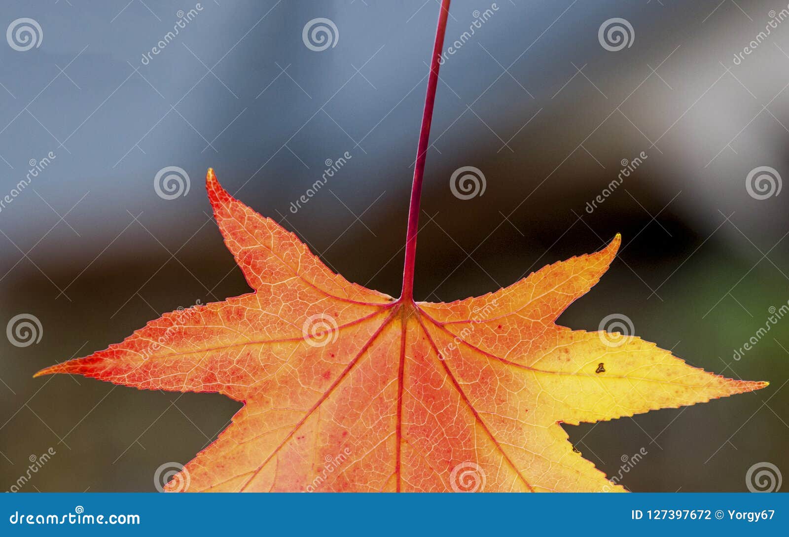Yellow autumn leaf stock photo. Image of brightly, fall - 127397672