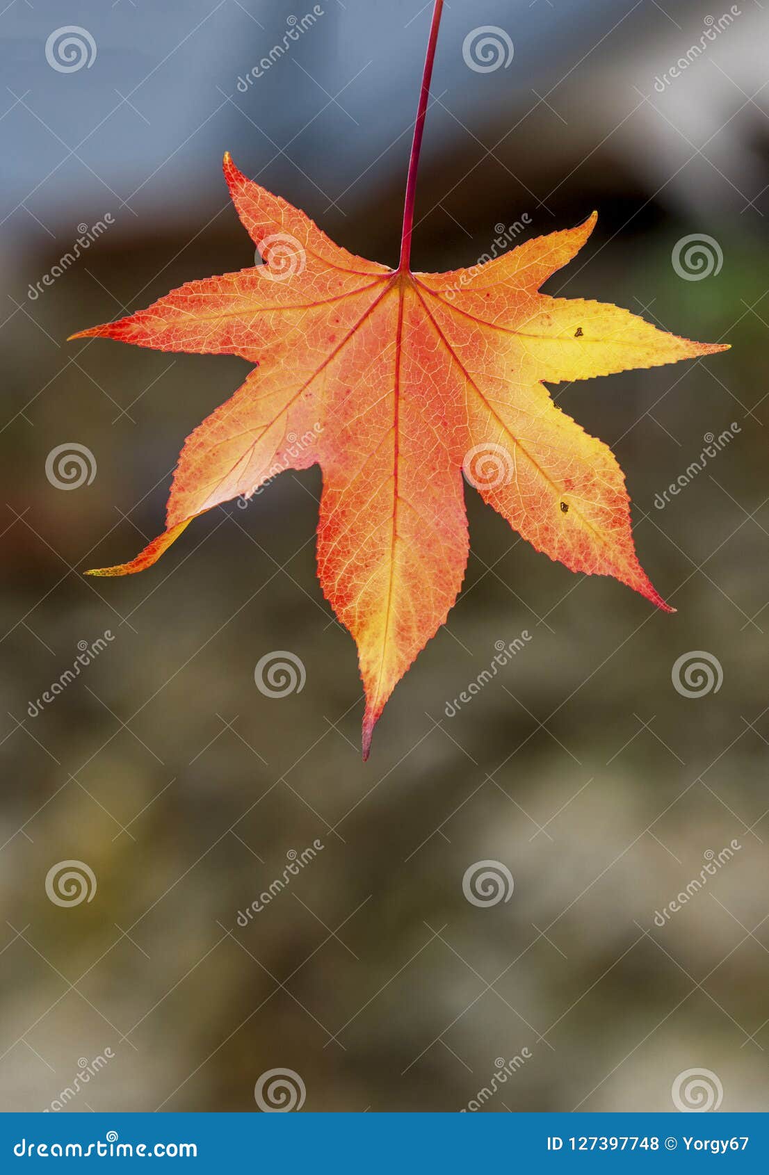 Yellow autumn leaf stock photo. Image of fall, leaf - 127397748
