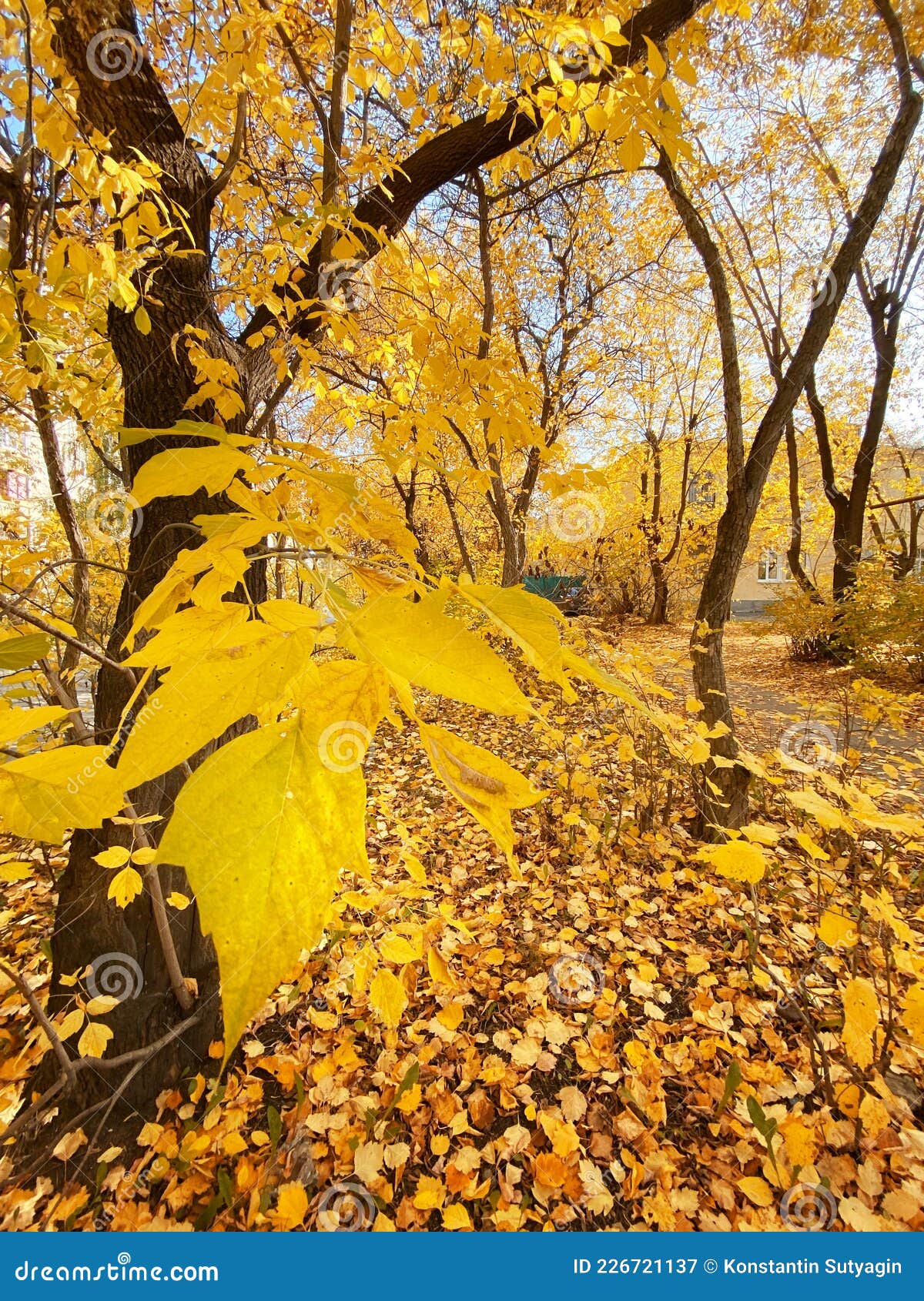 Yellow Autumn Leaf on Fall Tree Beautiful Park Landscape Stock Image ...