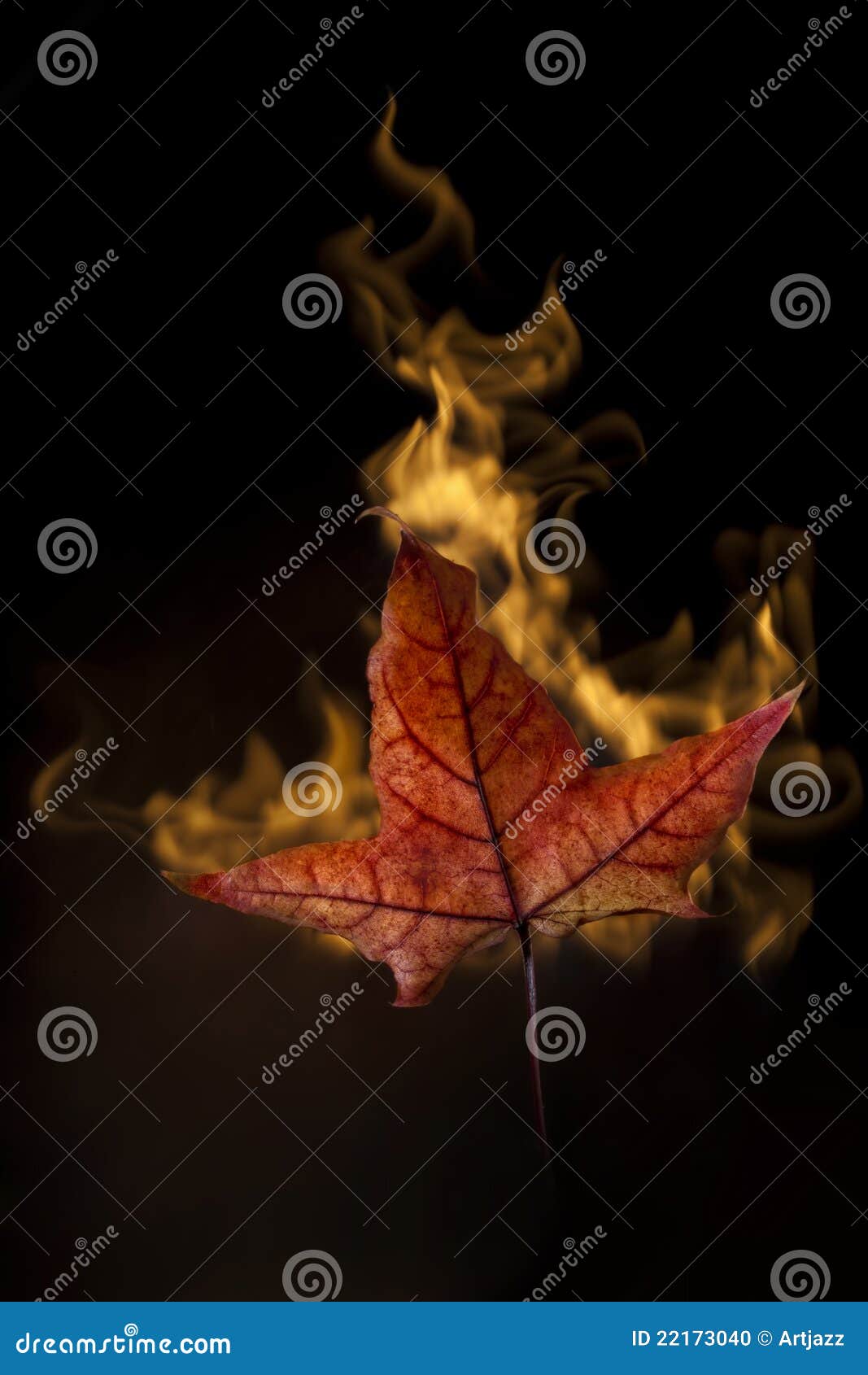 Yellow Autumn Leaf in Fire on Black Stock Photo - Image of nature, fire ...