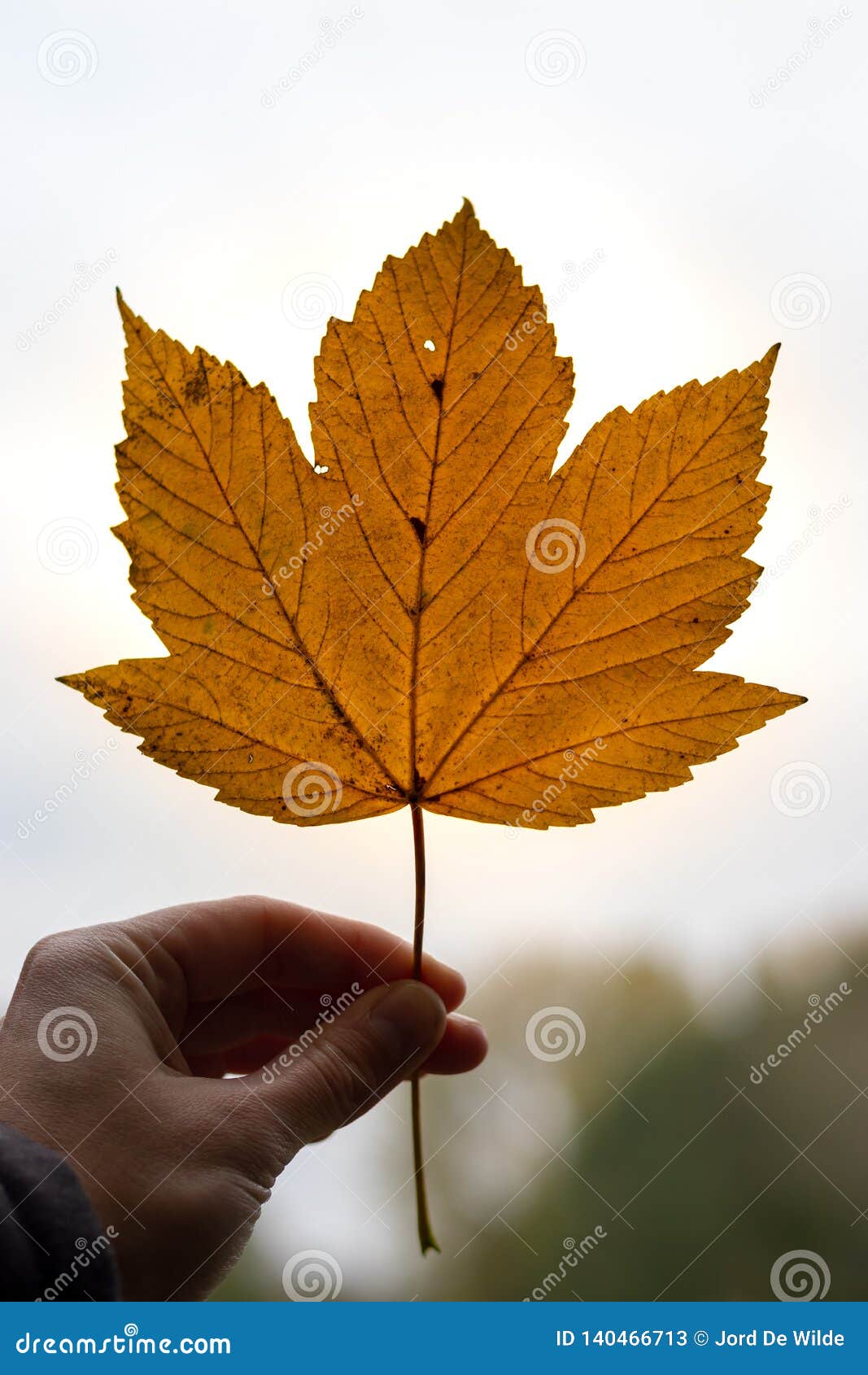 Yellow Autumn Leaf in Hands Stock Image - Image of orange, silhouette ...