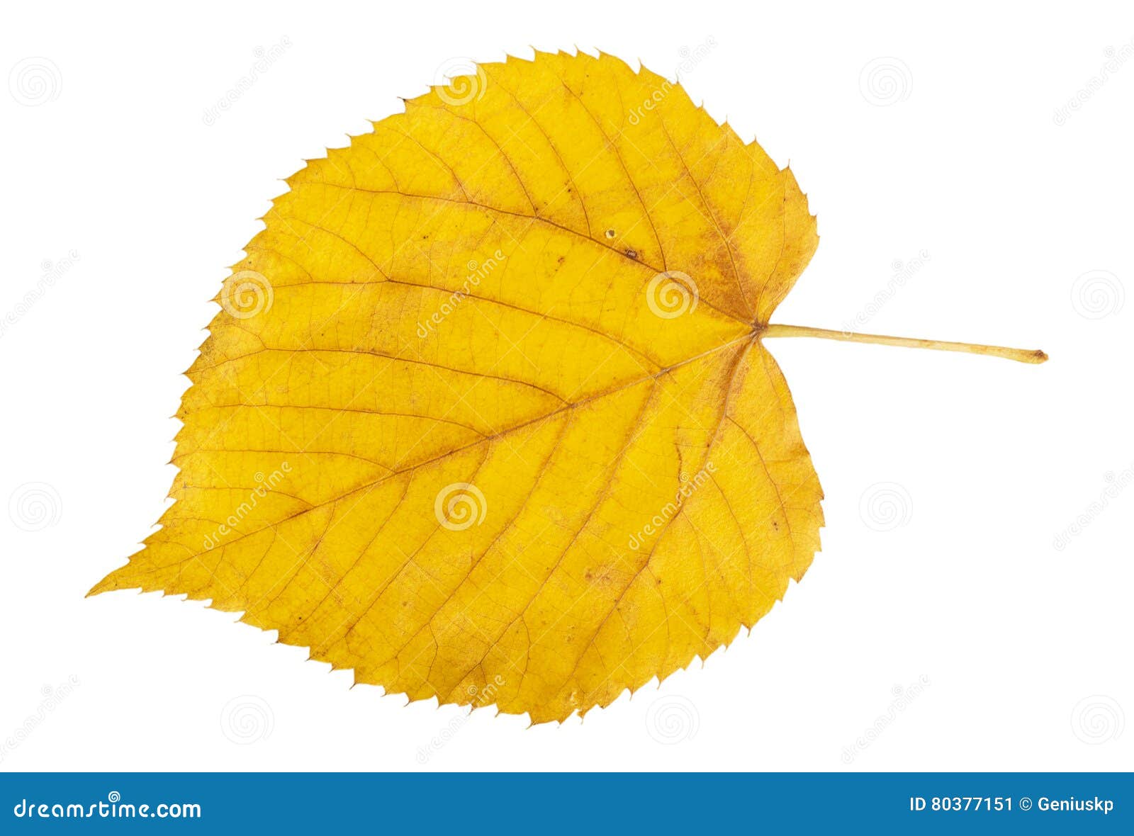 Yellow autumn leaf stock image. Image of botany, autumnal - 80377151