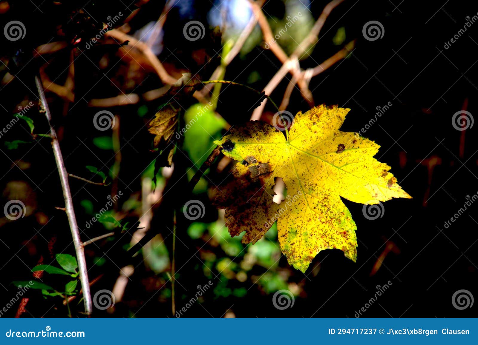 Yellow Autumn Leaf in the Sun in October Stock Image - Image of enjoy ...