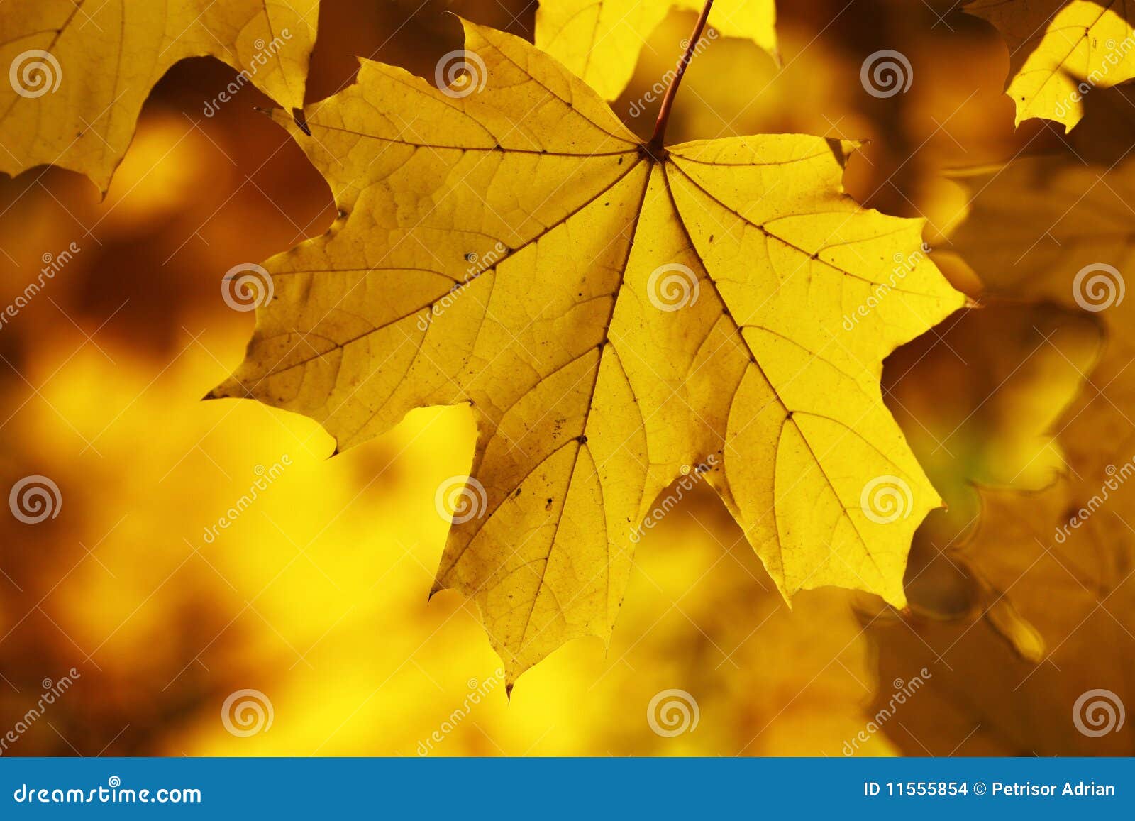 Yellow Autumn Leafs Wallpaper Stock Photo - Image of background ...