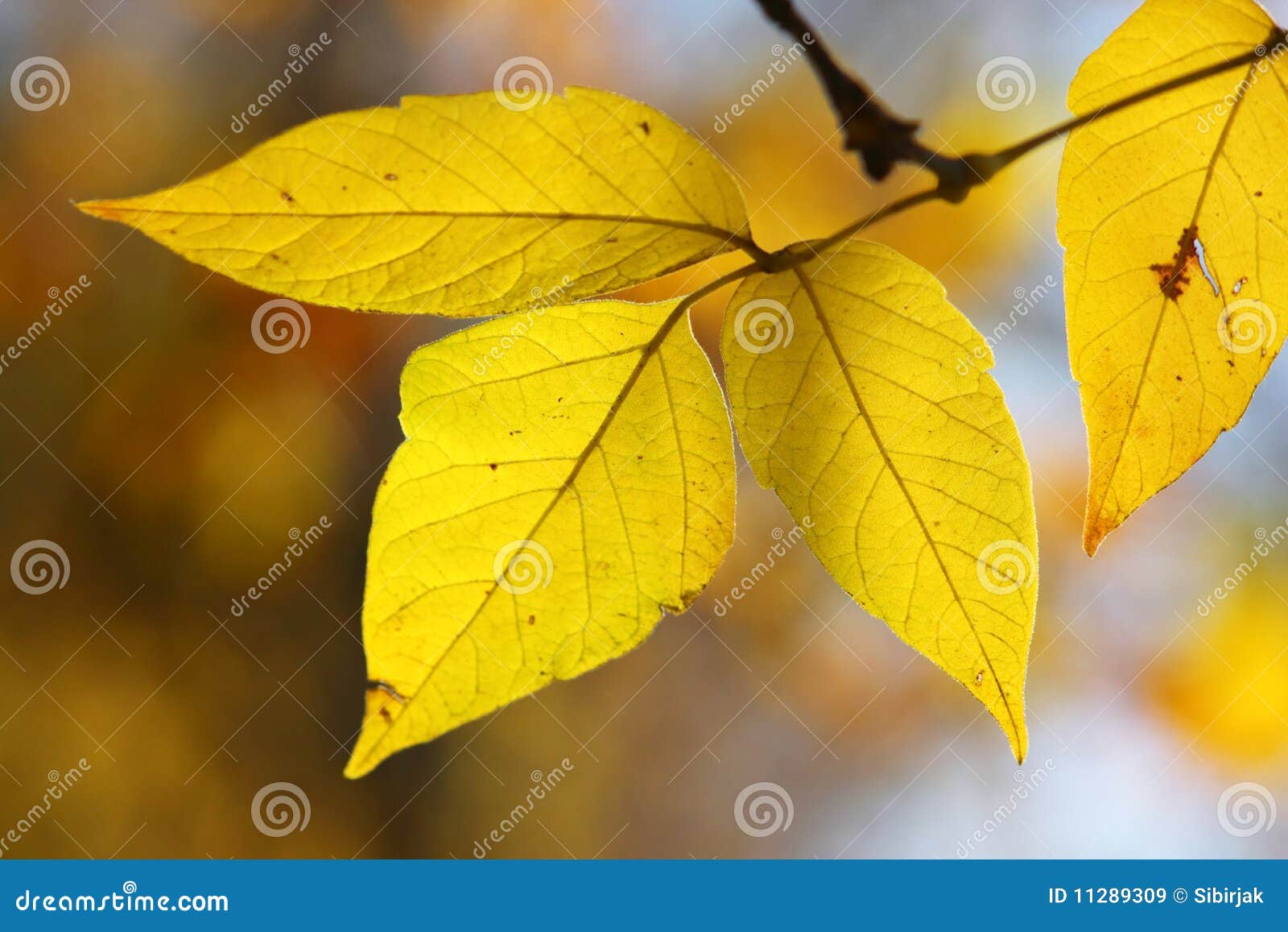 Yellow autumn leaves stock image. Image of beauty, leafs - 11289309