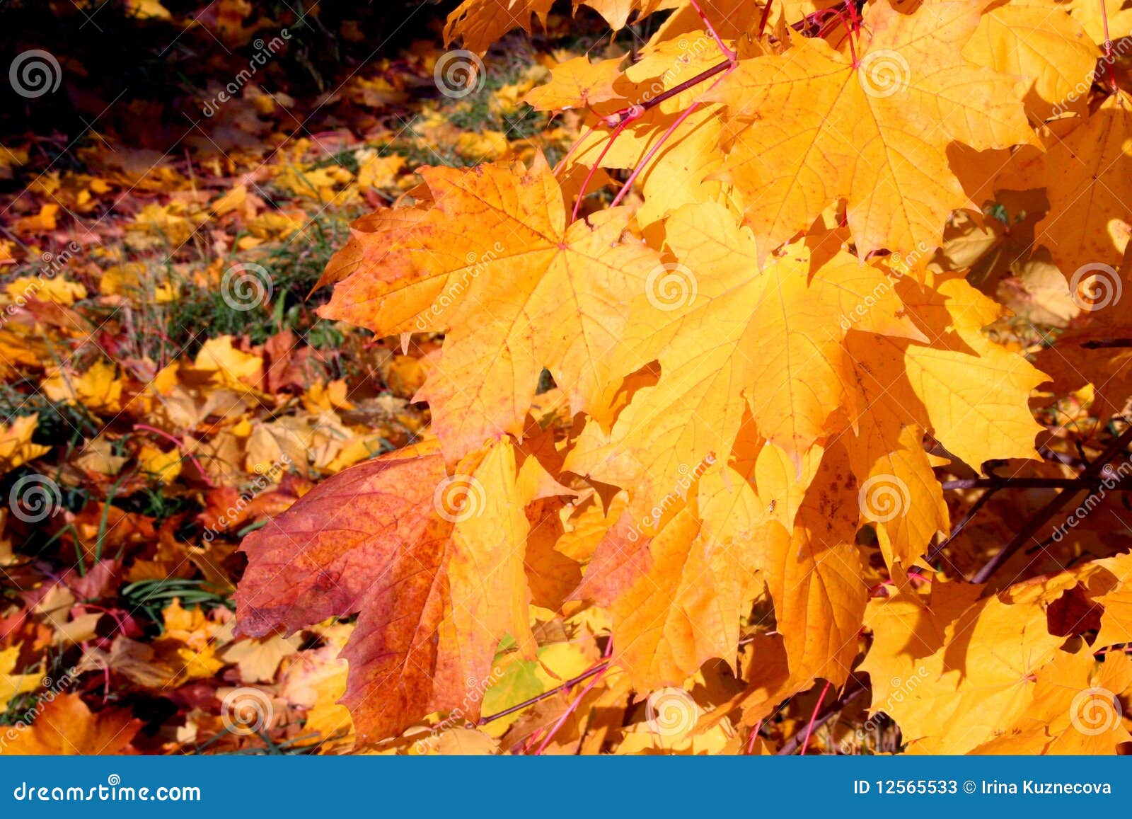 Yellow autumn leaves stock image. Image of beautiful - 12565533