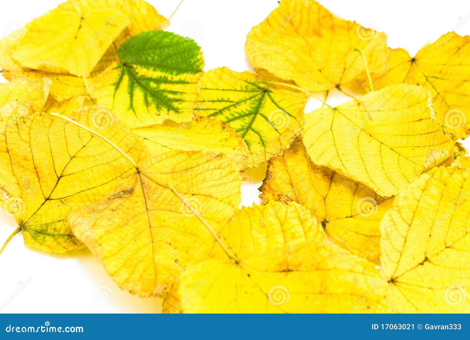 Yellow autumn leaves stock image. Image of beauty, nature - 17063021