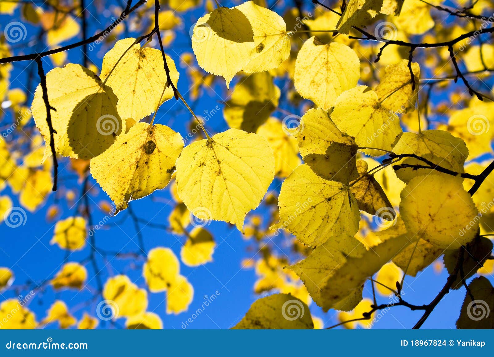 Yellow autumn leaves stock photo. Image of lush, clear - 18967824