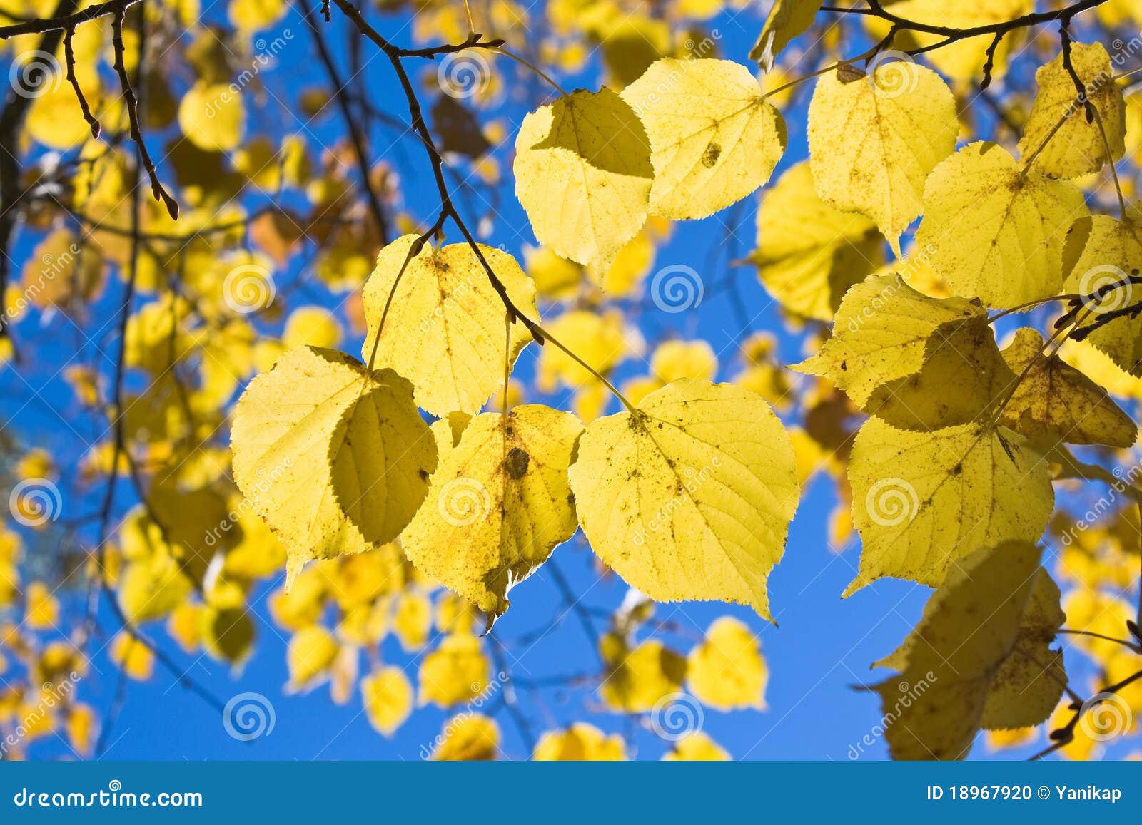 Yellow autumn leaves stock photo. Image of autumnal, fresh - 18967920