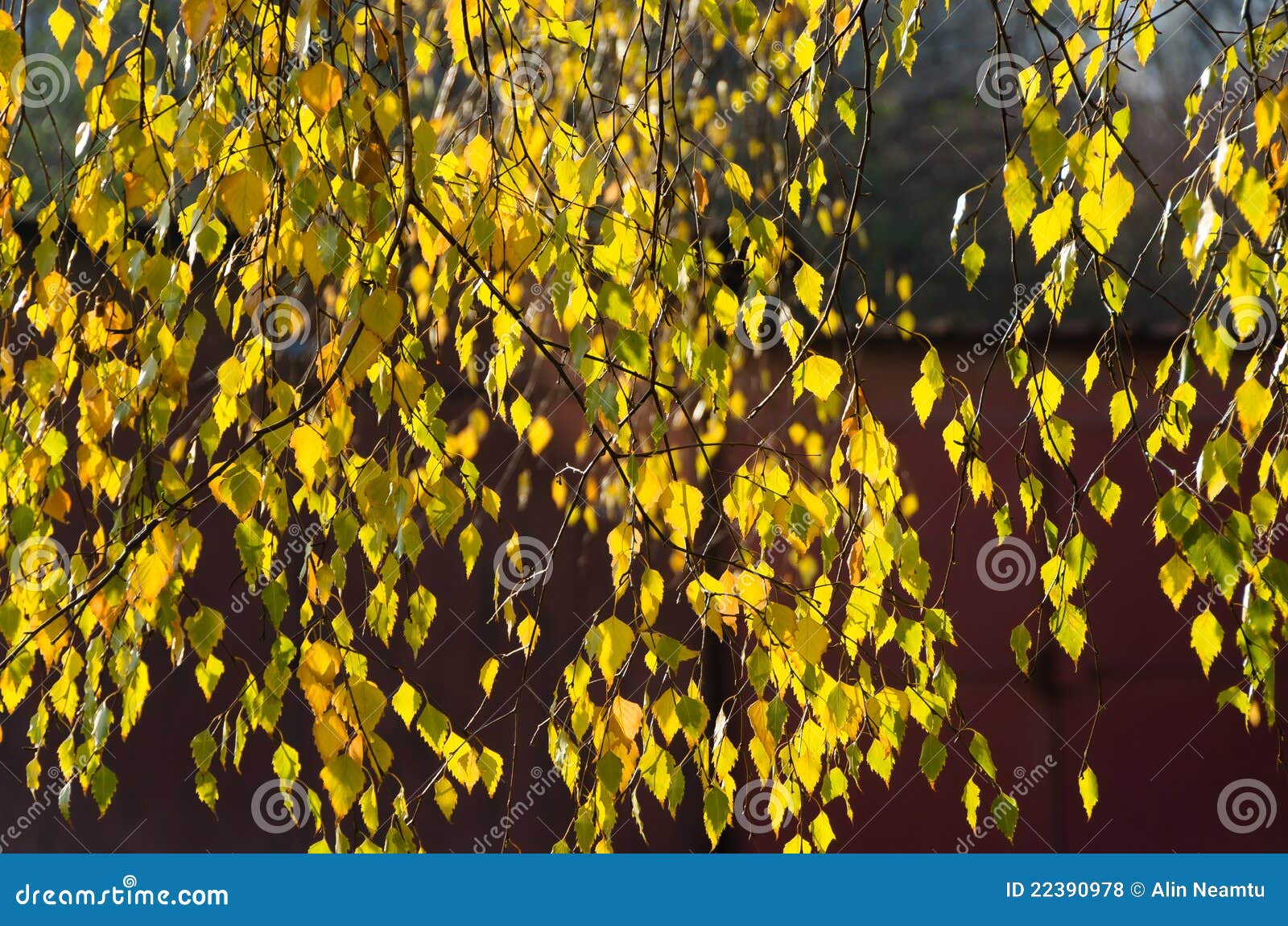 Yellow autumn leaves stock photo. Image of nature, plants - 22390978