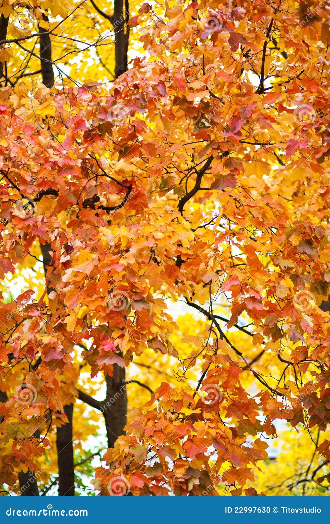 Yellow autumn leaves stock photo. Image of weather, october - 22997630