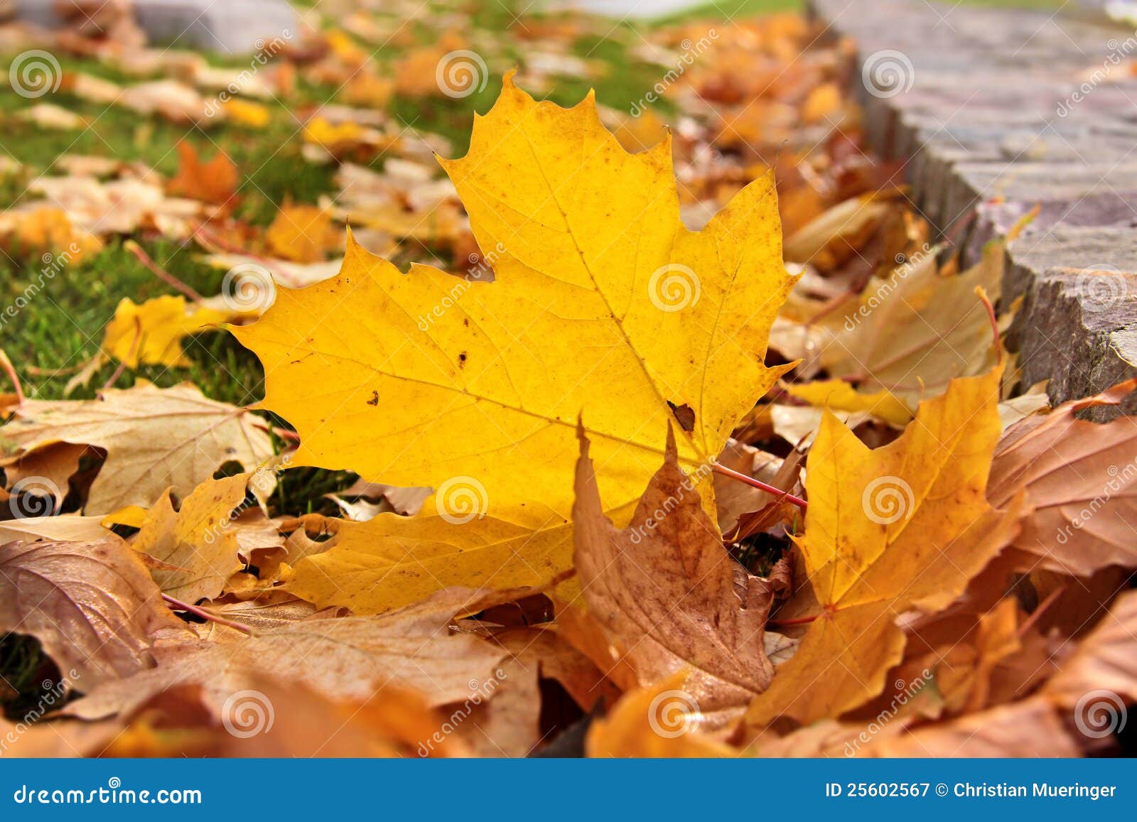 Yellow autumn leaves stock image. Image of fall, norway - 25602567