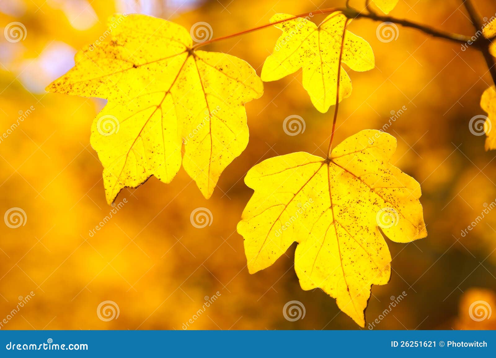 Yellow autumn leaves stock image. Image of closeup, october - 26251621