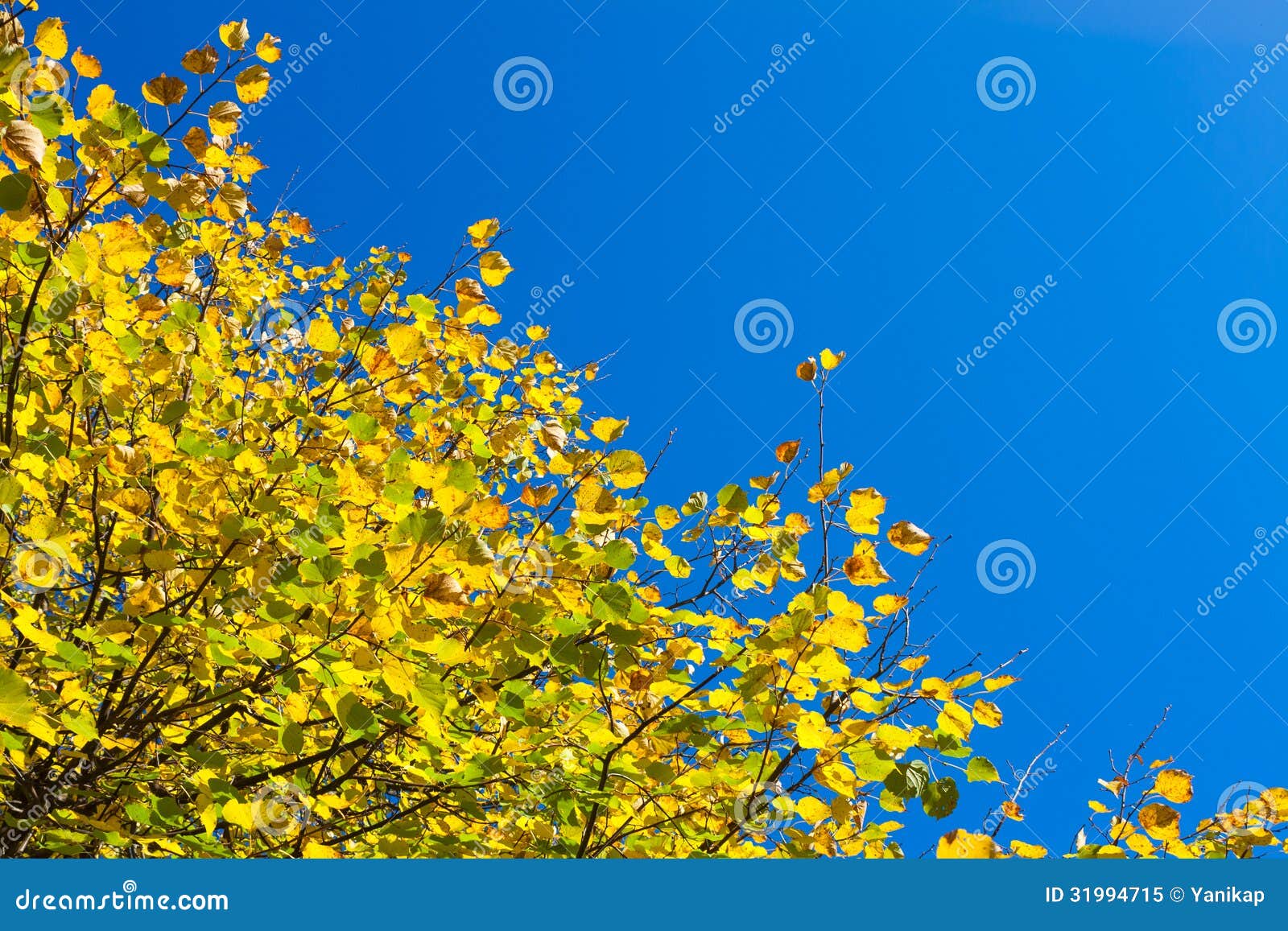 Yellow autumn leaves stock image. Image of color, nature - 31994715