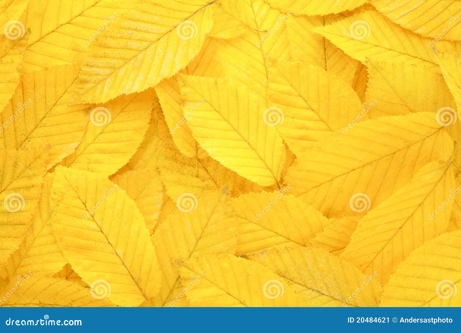 Yellow Autumn Leaves Background Stock Image - Image of bunch, beech ...