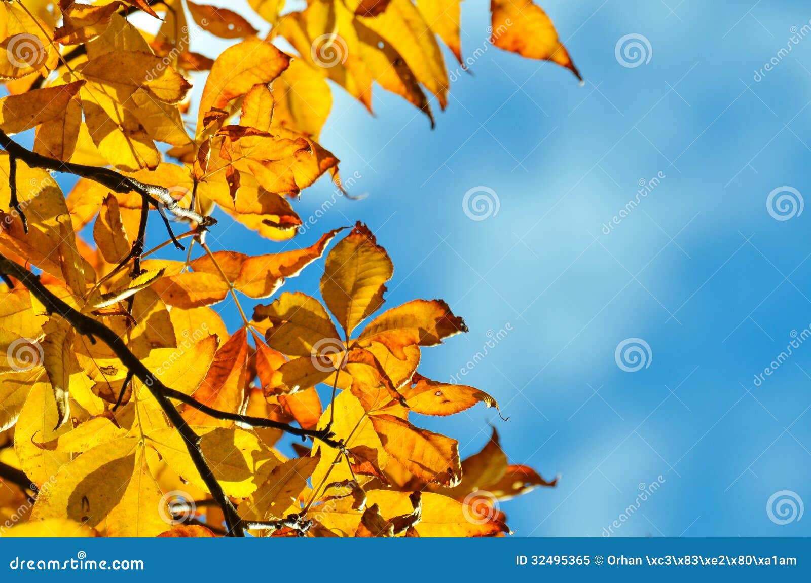 Yellow Autumn Leaves with Cloudy Sky Background Stock Image - Image of ...