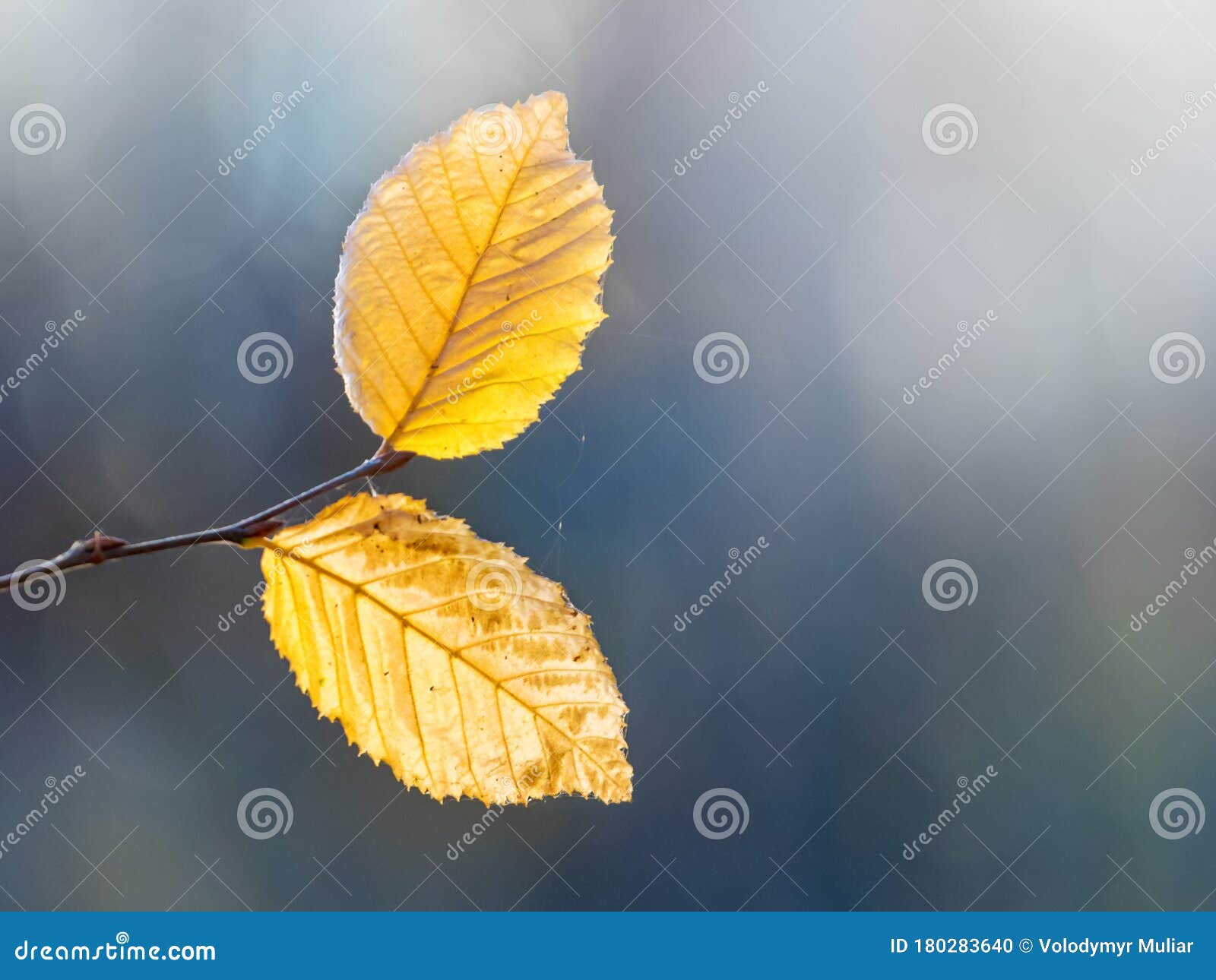 Yellow Autumn Leaves on a Dark Background Stock Photo - Image of calm ...