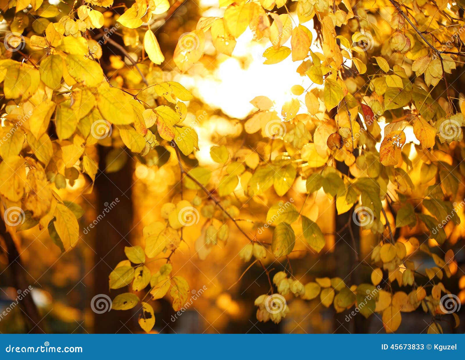 Yellow autumn leaves. Fall stock image. Image of flora - 45673833
